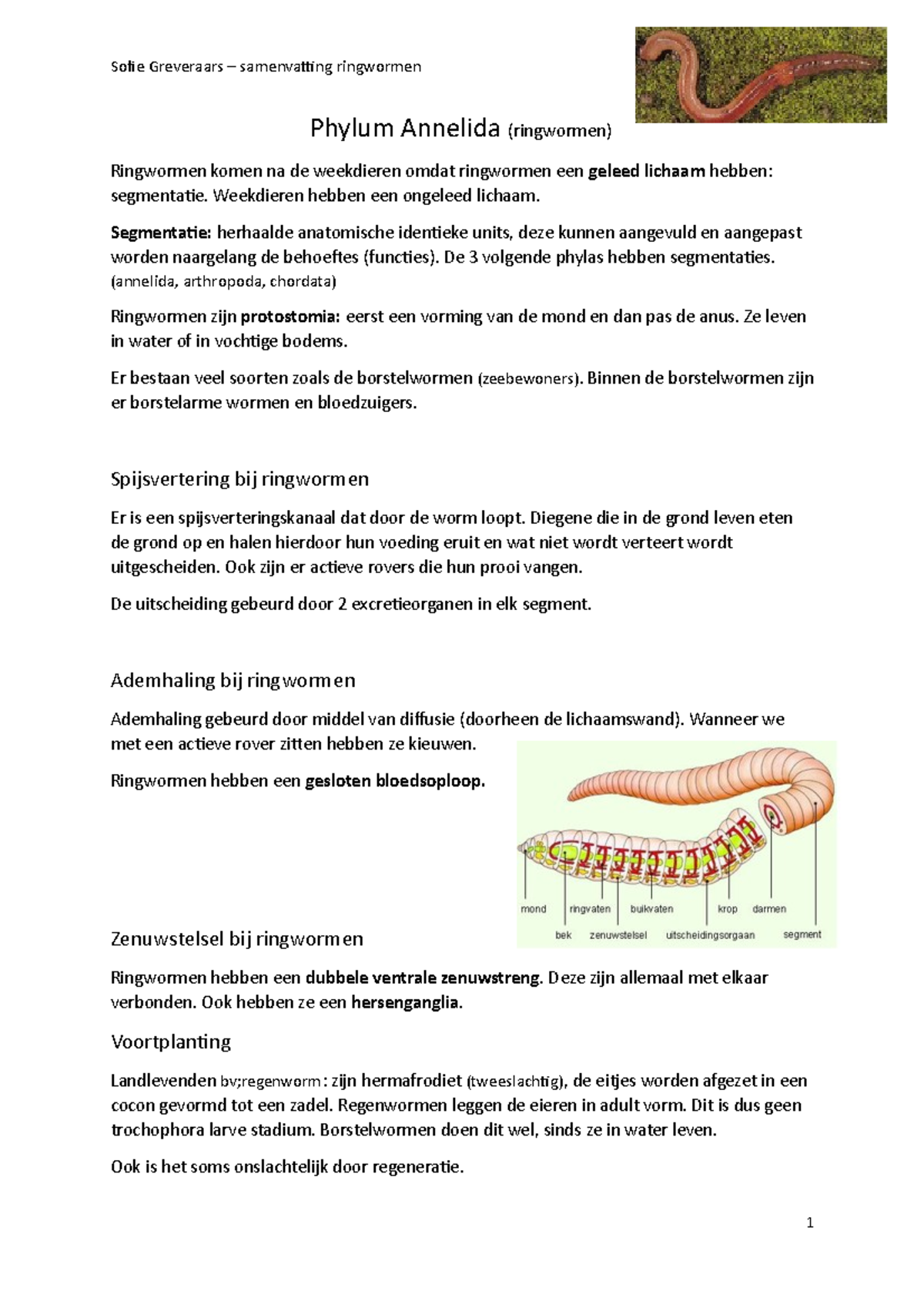 Phylum Annelida ringwormen 6 - Sofie Greveraars - Sofie Greveraars ...
