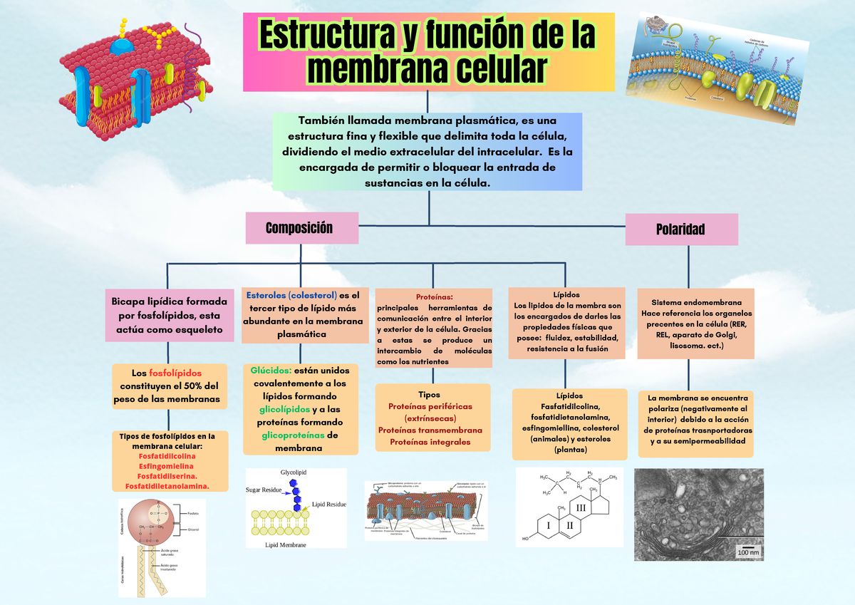 Estructura Y Función De La Membrana Celular Membrana Plasmática