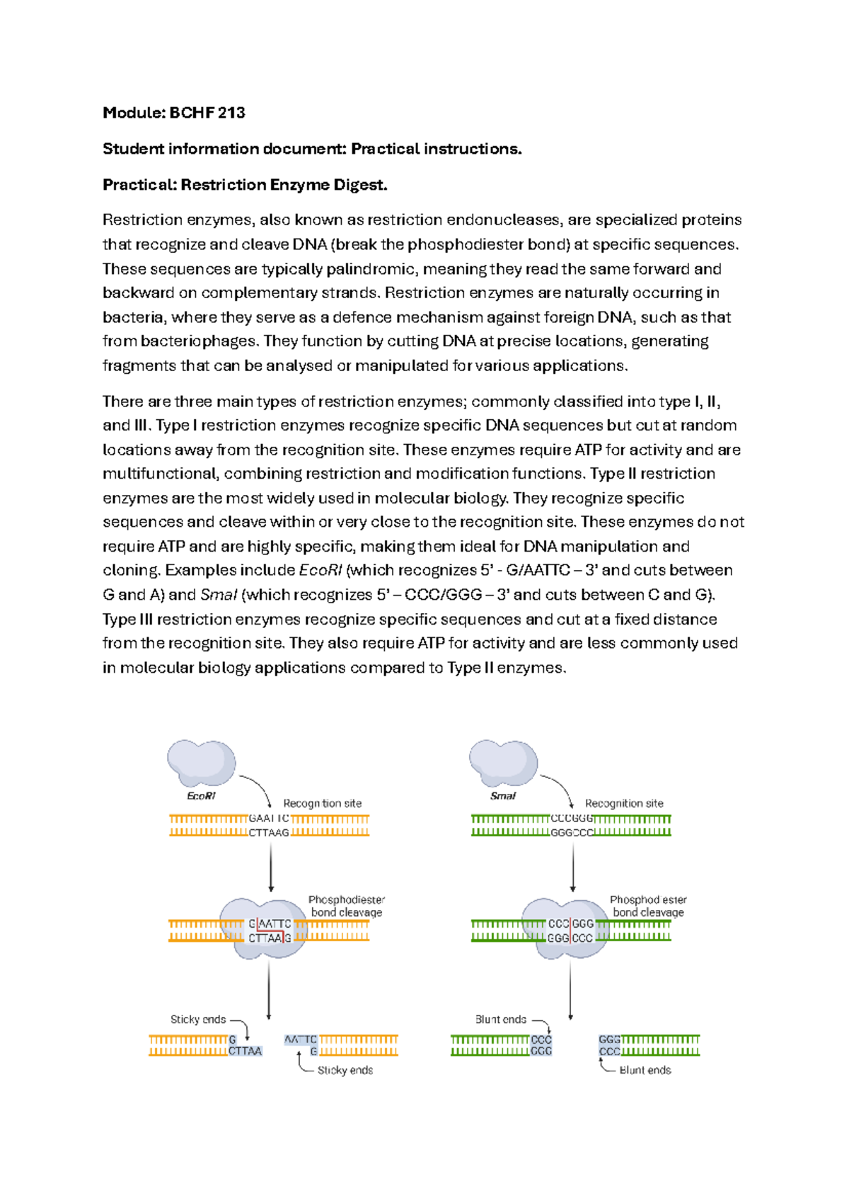 BCHF 213 - Practical Protocol: Restriction Enzyme Digest Guide - Studocu