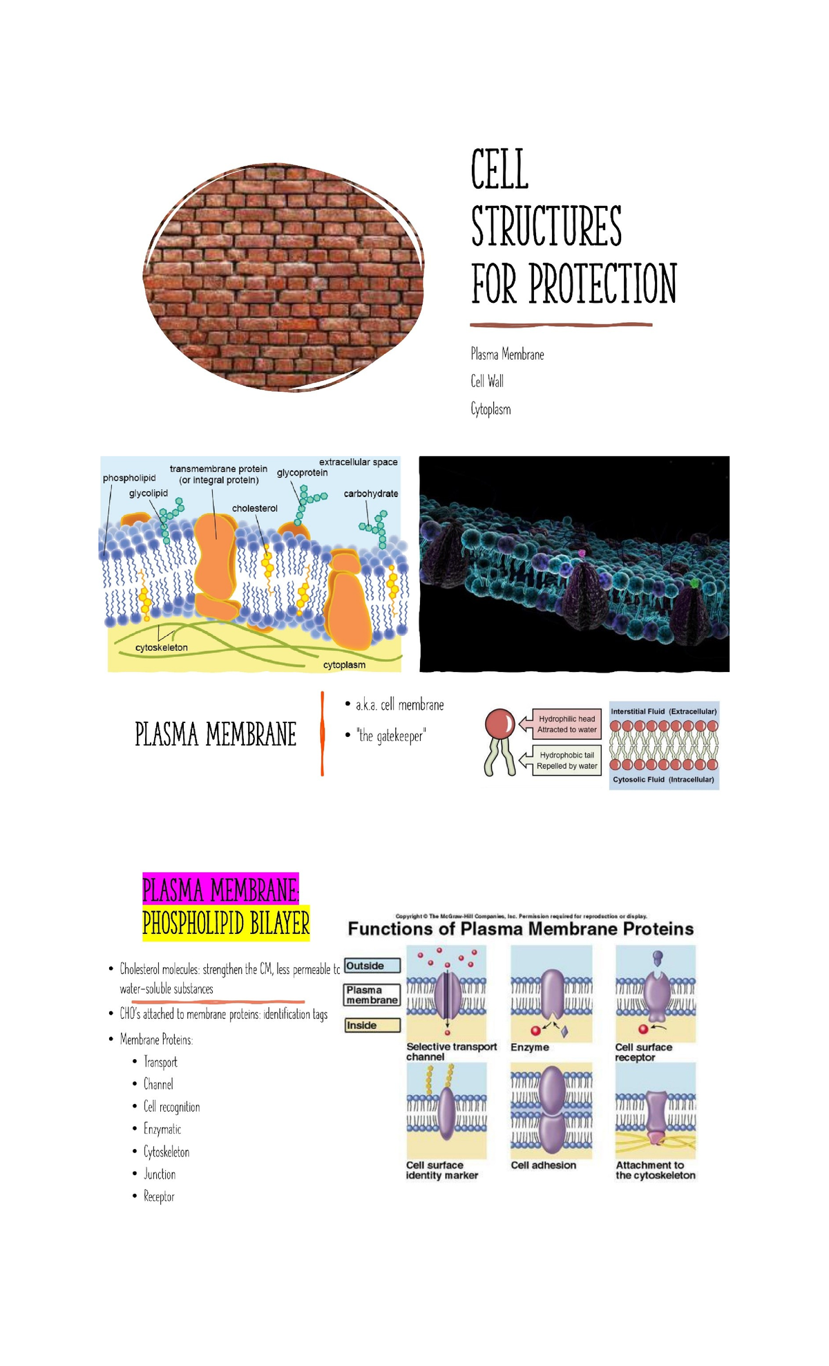 Biochem 101: Cell Structures & Functions - Membranes, Organelles, Cytoskeleton - Studocu