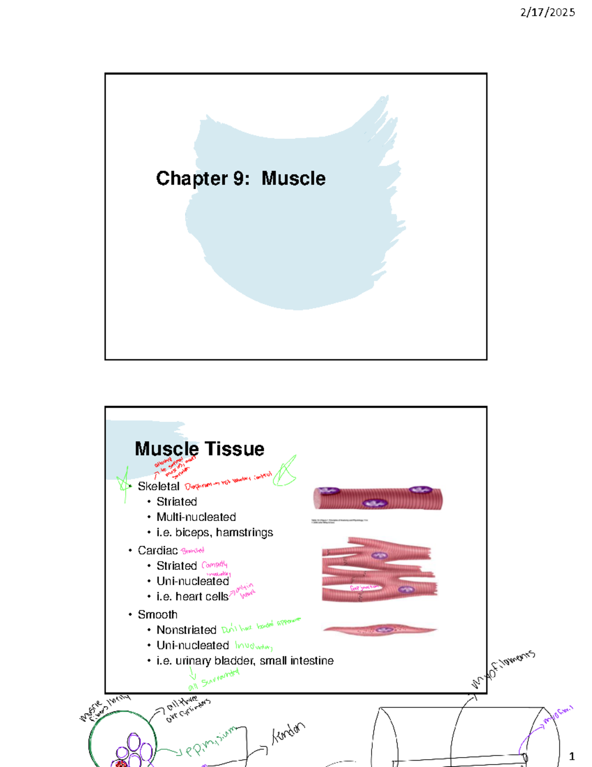 Muscle Physiology: Chapter 9 Overview & Sarcomere Function - Studocu
