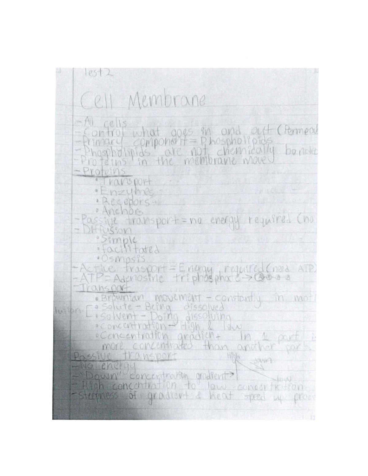 Final Exam Study Guide for COU 201: Cell Membrane & Metabolism - Studocu