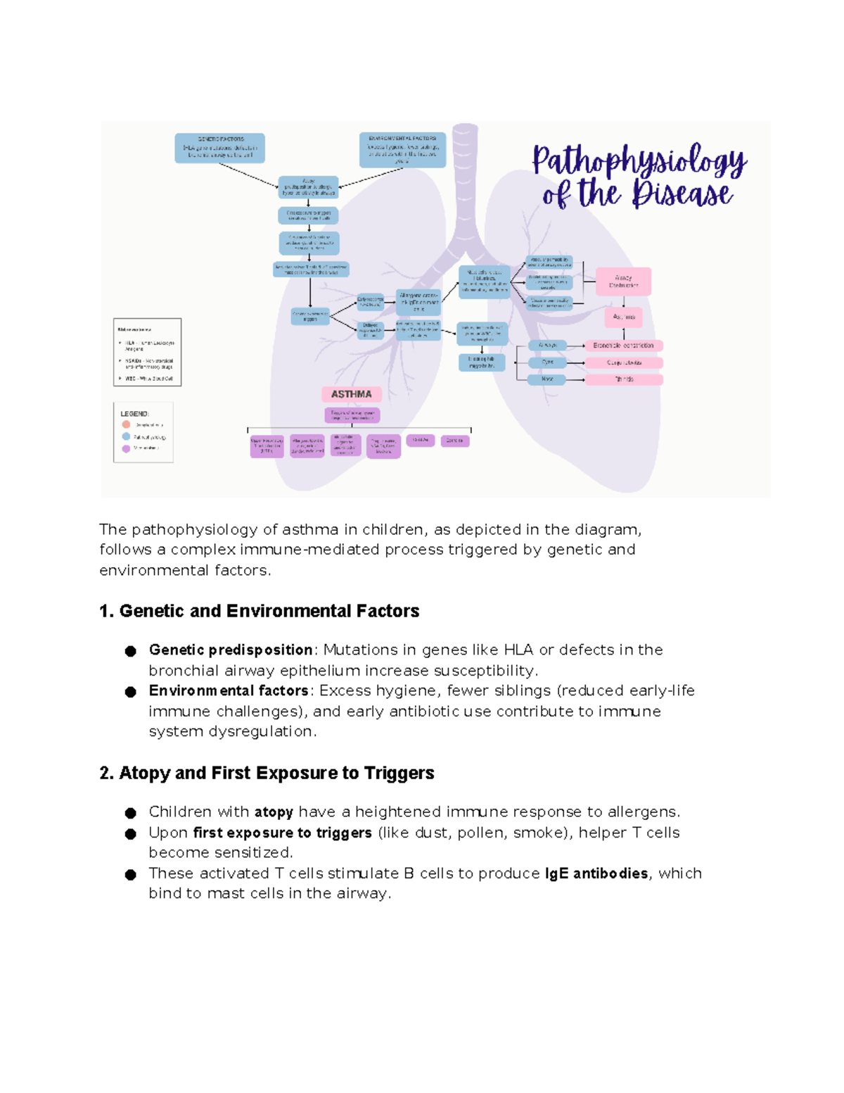 Pathophysio Asthma Guide - The pathophysiology of asthma in children ...