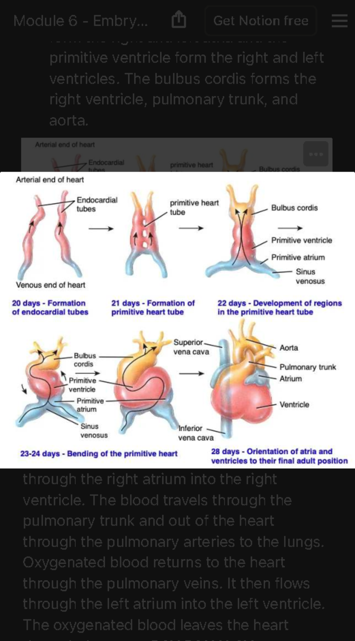 Cardiovascular Development: Primitive Heart Structure and Function ...