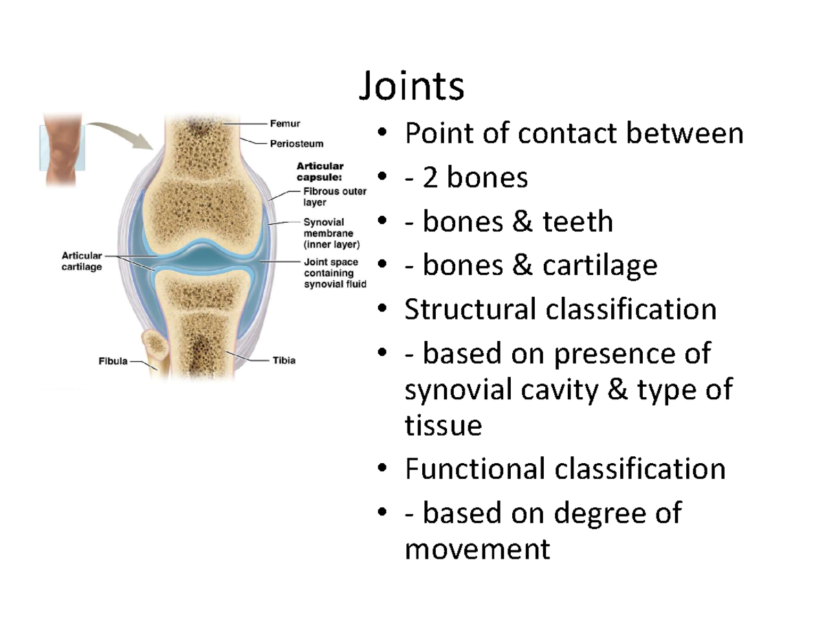 Synovial Joint Structures and Movements in Anatomy - ANAT 101 Lecture ...
