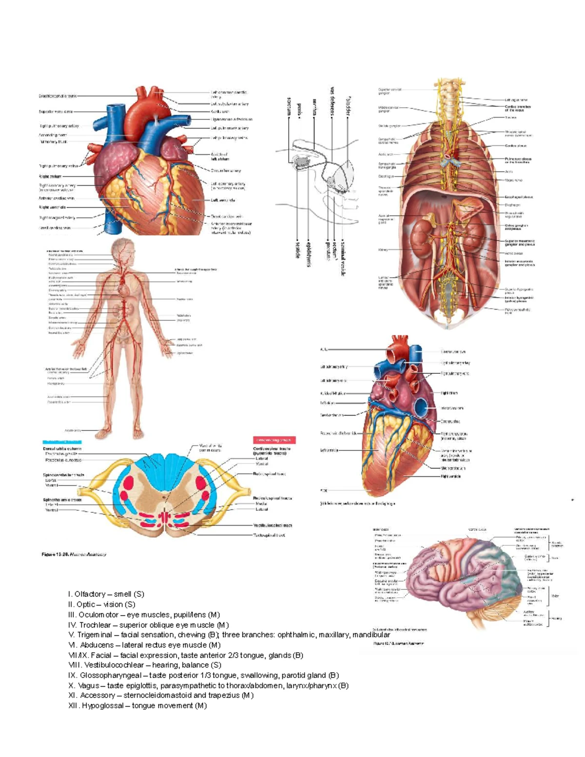 Week 8 Anatomy: Introduction to the Nervous System (ANAT 101) - Studocu