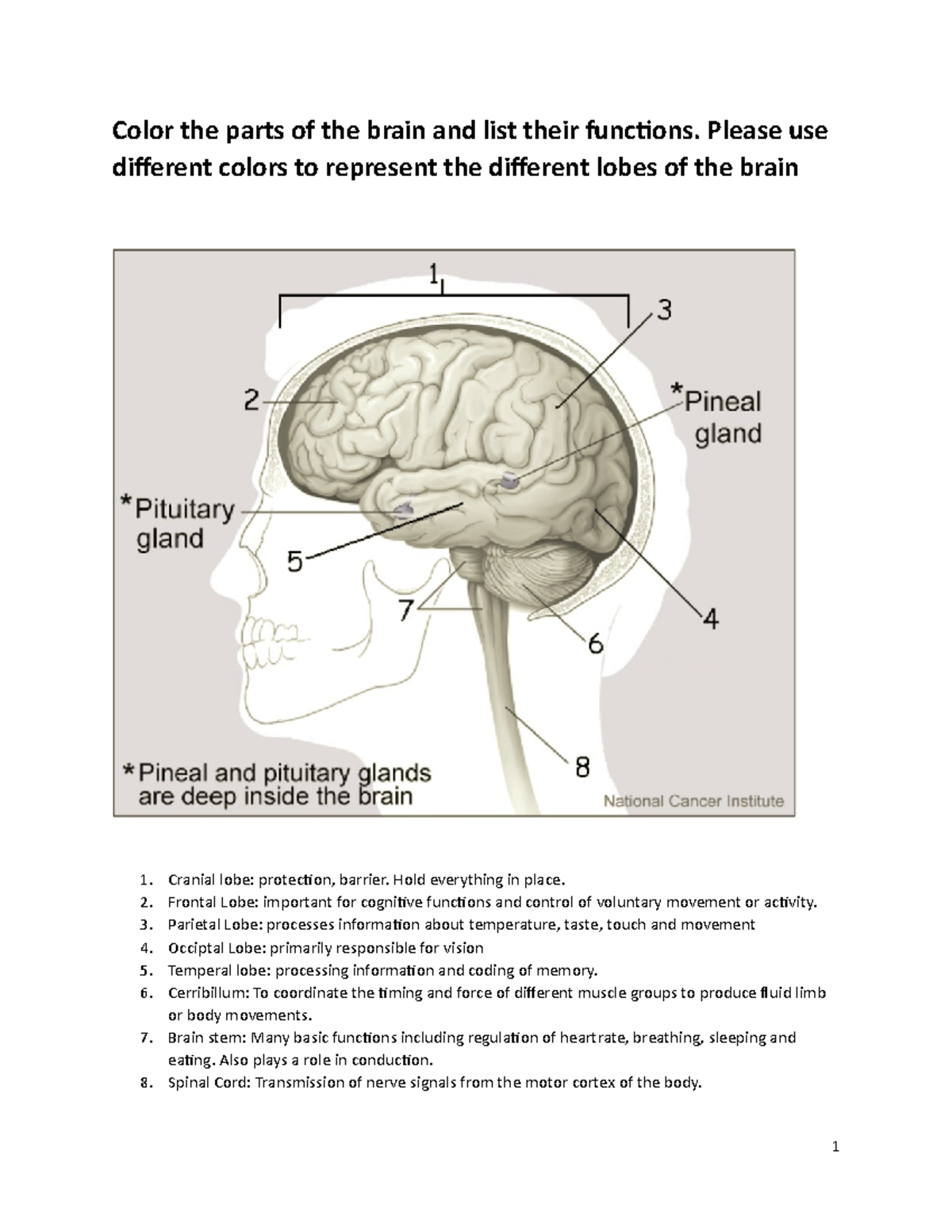 Week 3: Brain Lobes Coloring & Functions - Anatomy Study Guide - Studocu