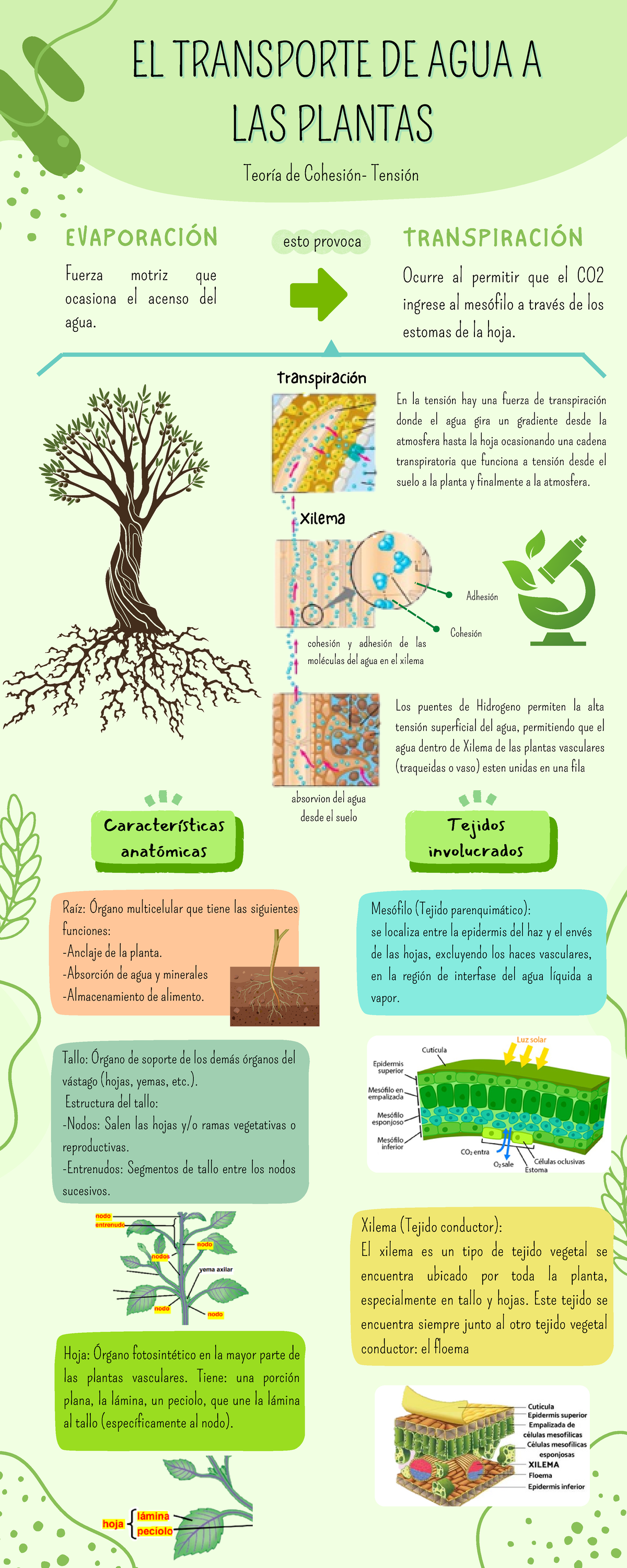 Infografía Transporte de agua en las plantas (1) - Raíz: Órgano ...