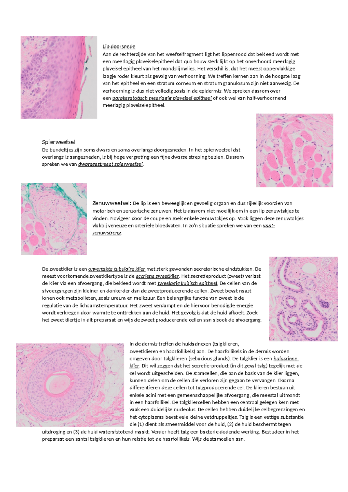 Epitheel Weefselanalyse en Locaties in Prac. Histologie - Studeersnel