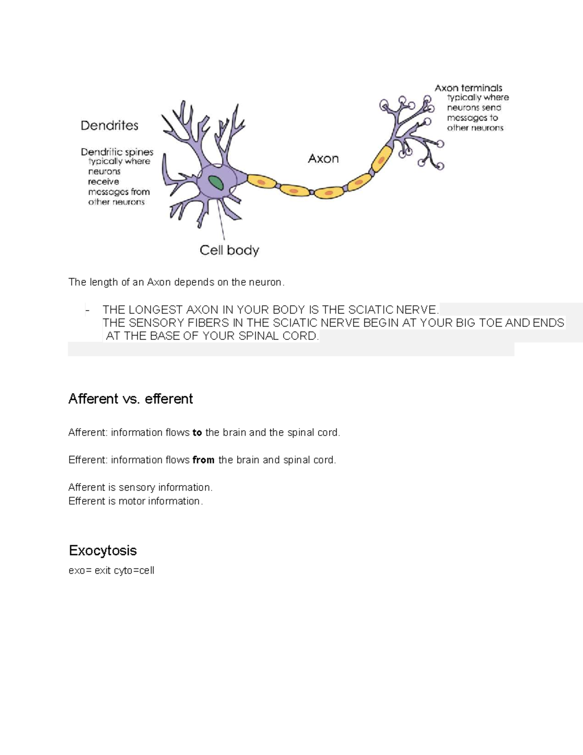 Neurons and Synapse Function: Key Concepts in Neurophysiology - Studocu