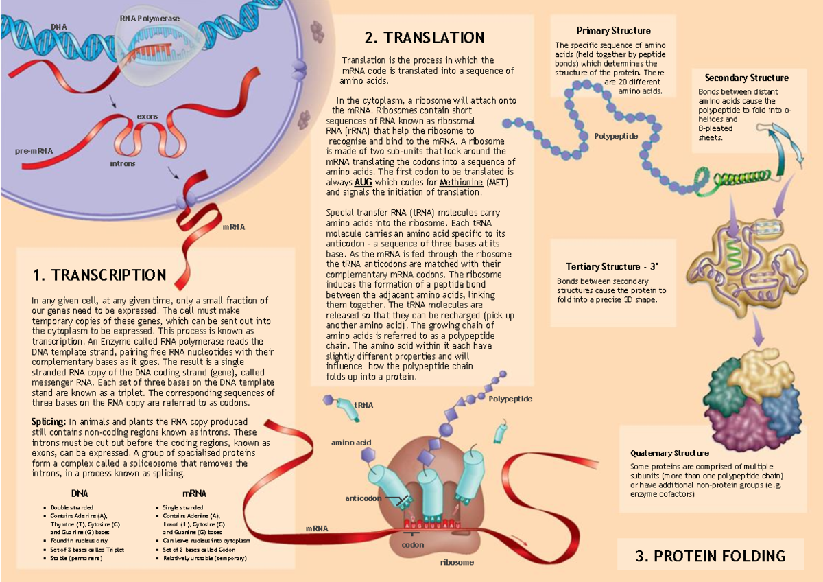 Protein Synthesis Notes for Gene Expression (Level 2 NCEA) - Studocu