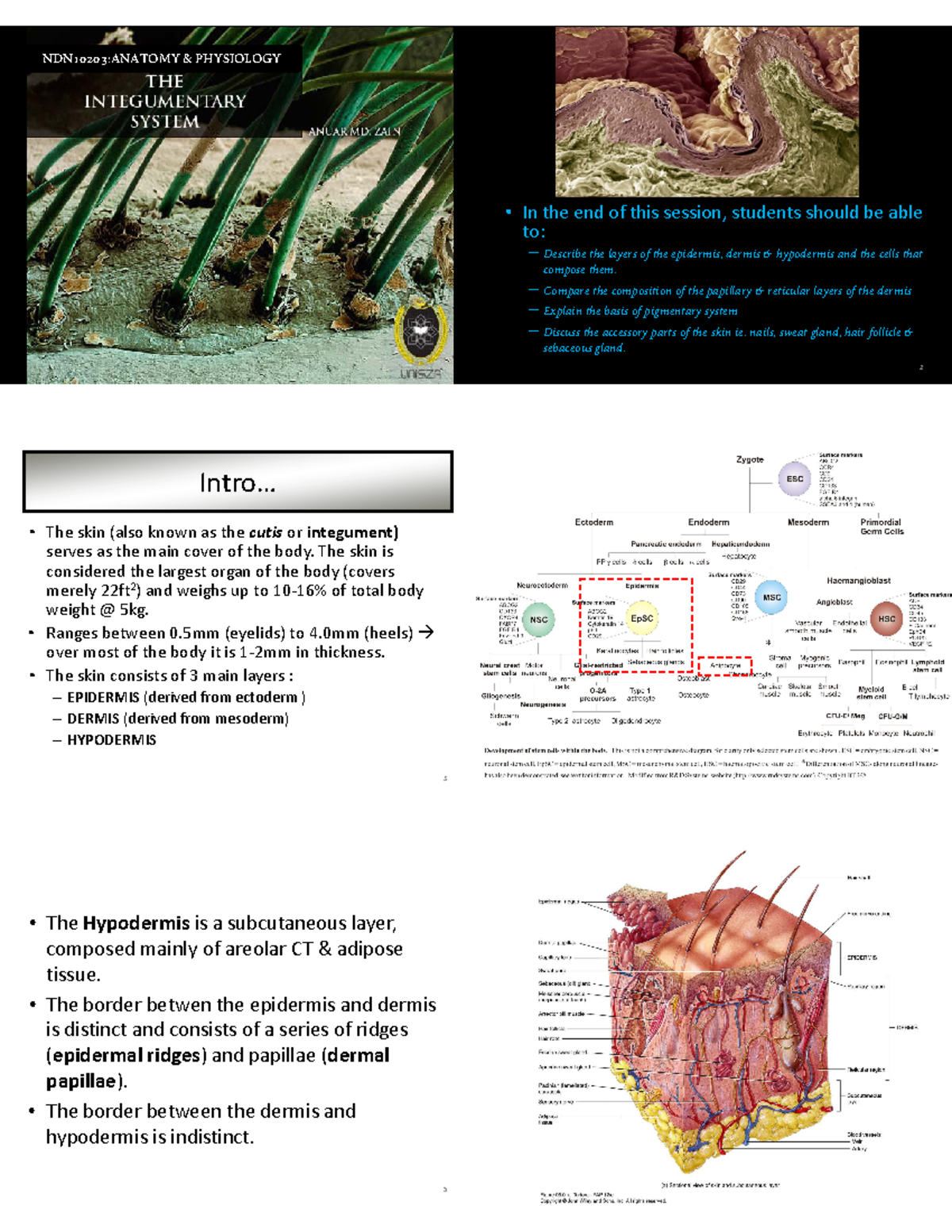 Integumentary System Study Notes for NDN10203: Anatomy & Physiology ...