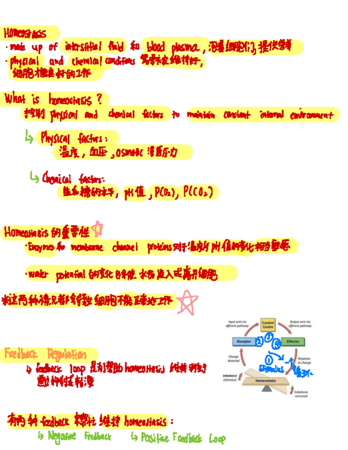 Homeostasis: Understanding Fluid Balance and Regulation in the Body ...