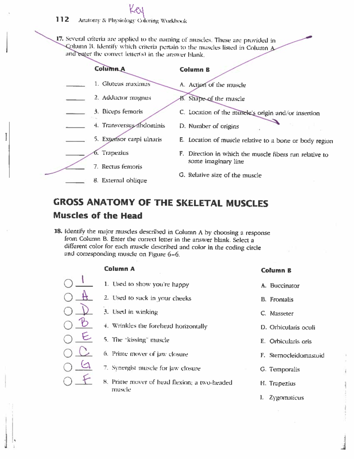 Anatomy & Physiology Coloring Workbook 112: Muscle Identification Guide - Studocu