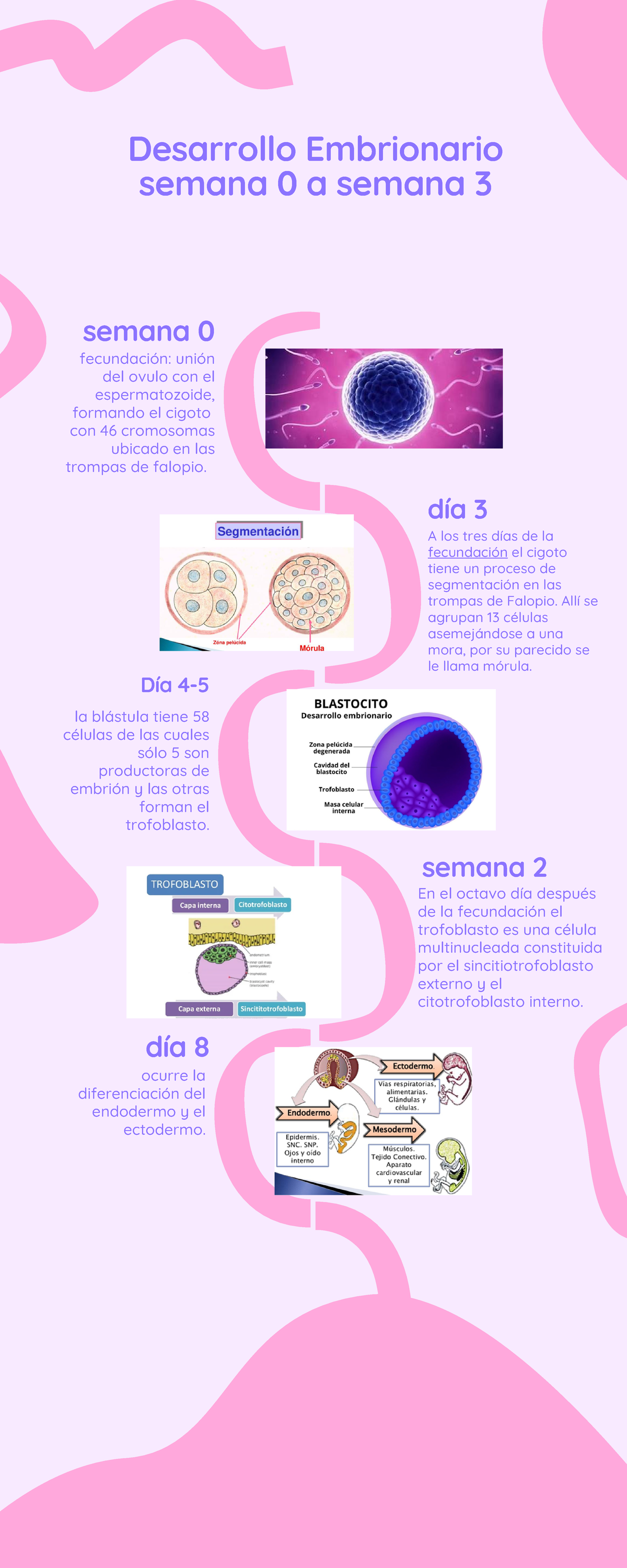 Línea del Tiempo del Desarrollo Embrionario: Fases Clave y Progresiones ...
