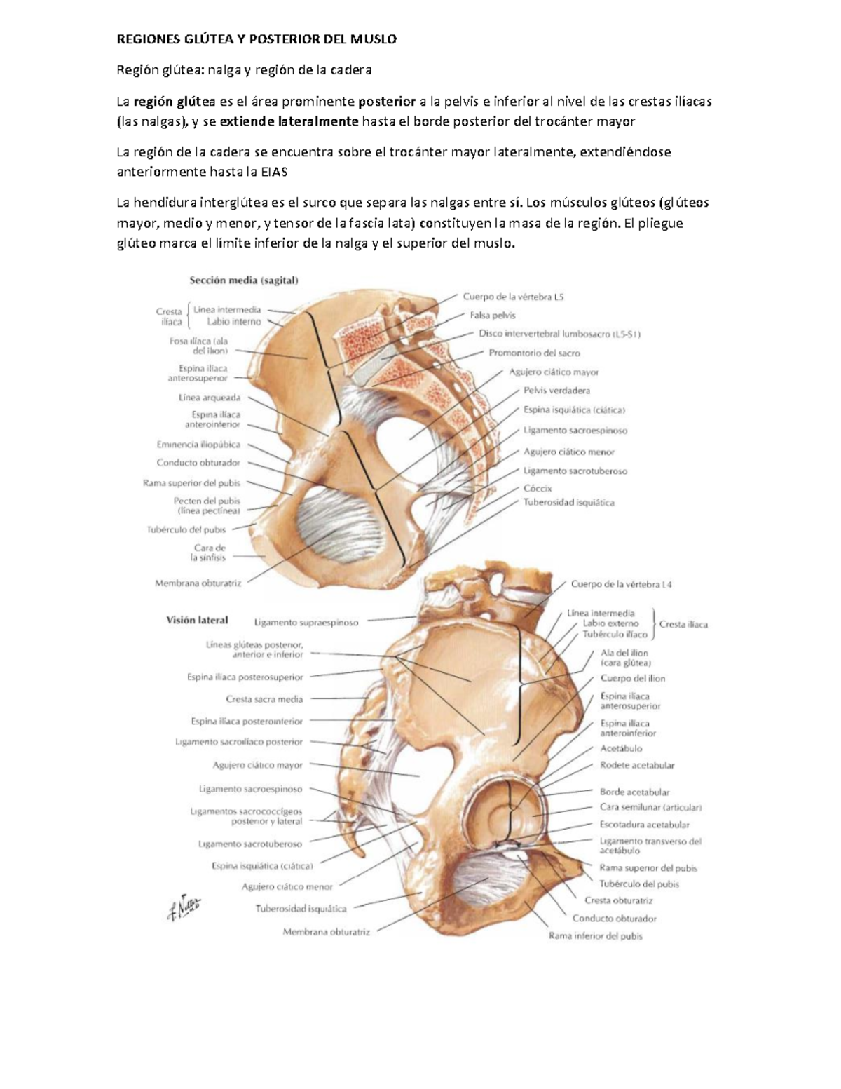 Región Glútea y Posterior del Muslo - Anatomía y Estructuras Clave ...