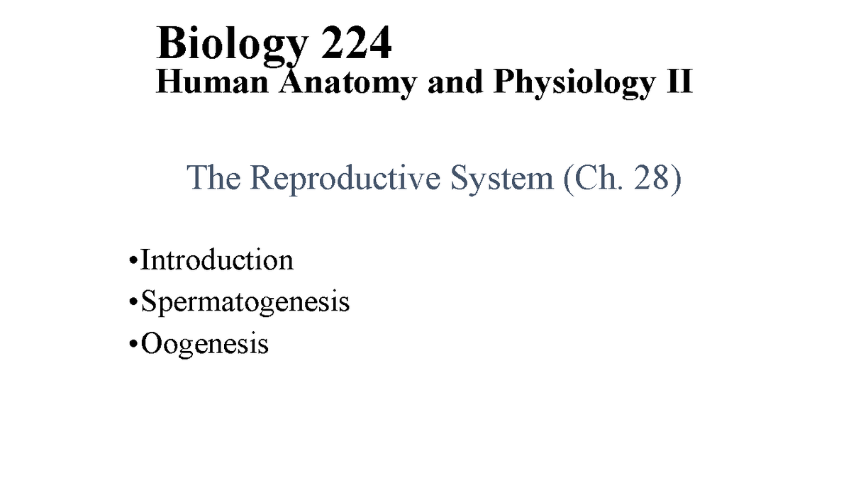 Biology 224 Final Exam Notes: The Reproductive System (Chapter 28 ...