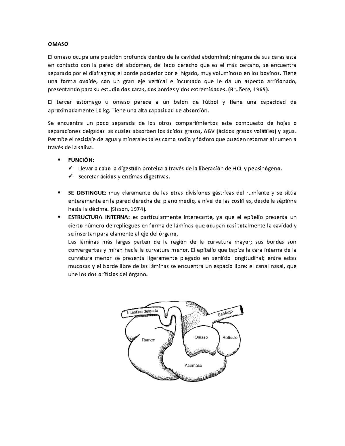 Omaso y Abomaso en Bovinos Machos: Estructura y Funciones Clave - Studocu
