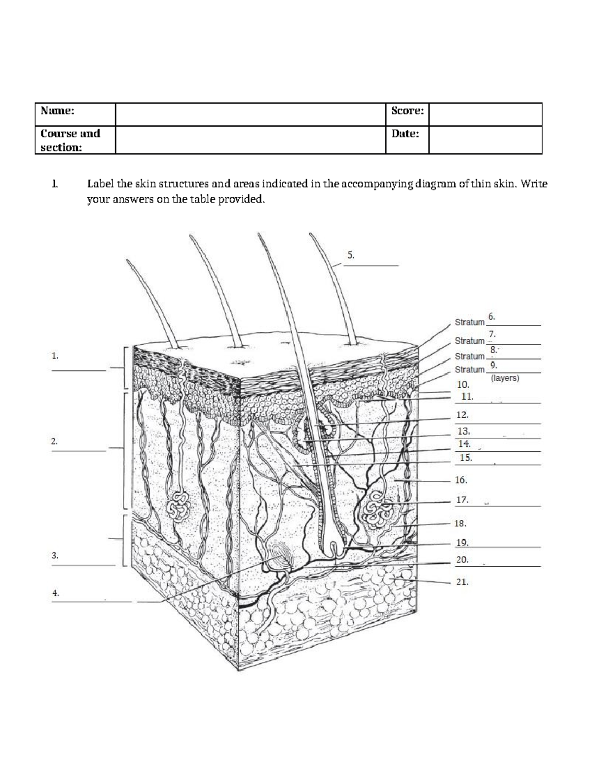 Module 8 Worksheet - Anatomy & Physiology: Skin Structures & Membranes ...
