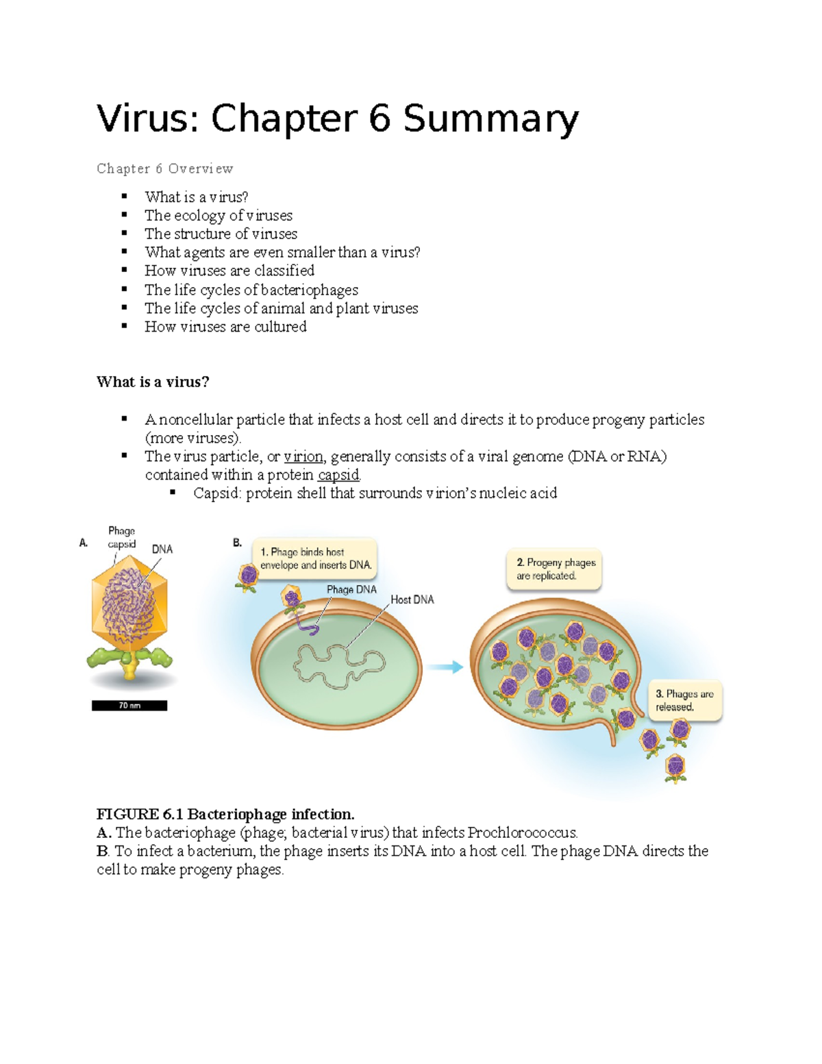 Virus Biology: Chapter 6 Summary on Structure and Life Cycles - Studocu