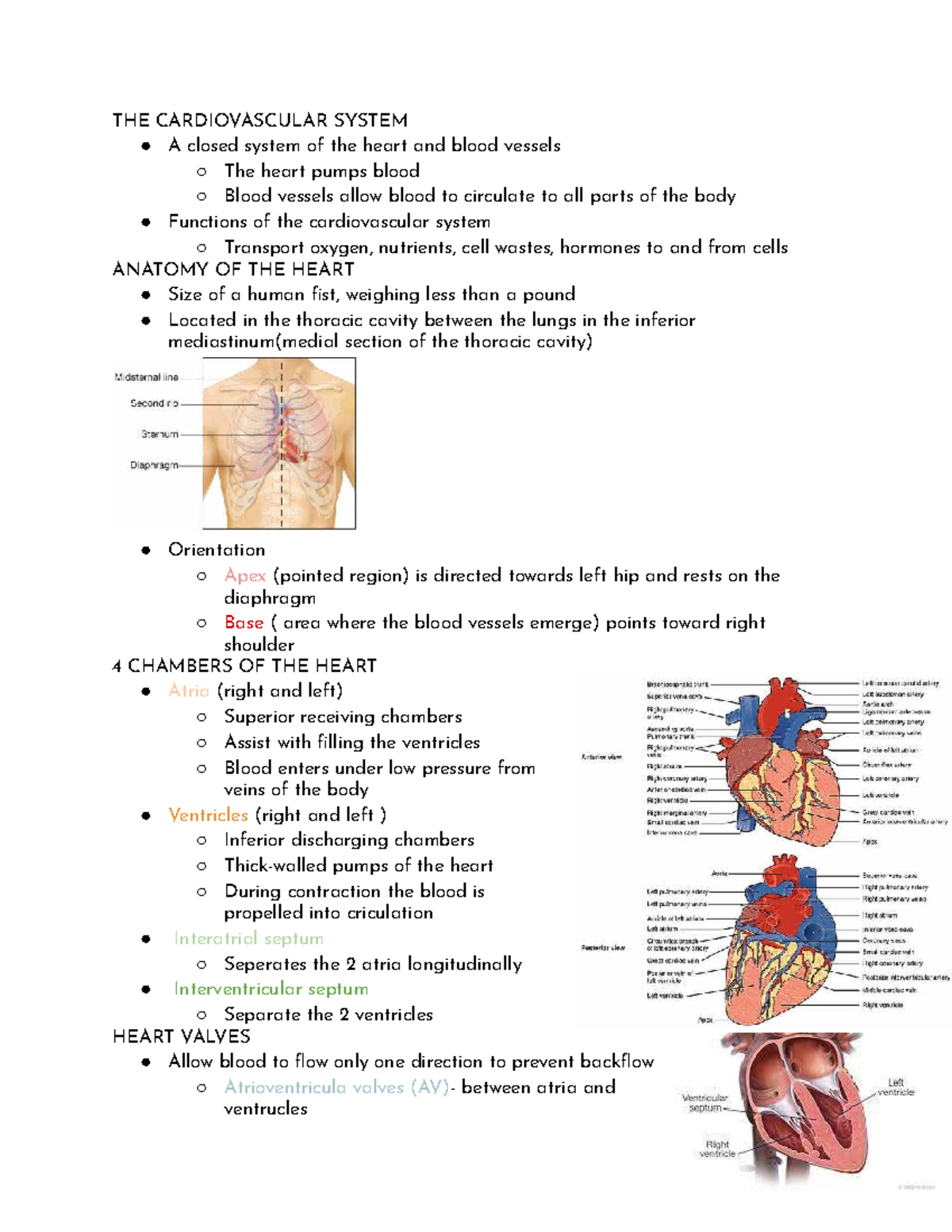 Cardiovascular system notes - THE CARDIOVASCULAR SYSTEM A closed system ...