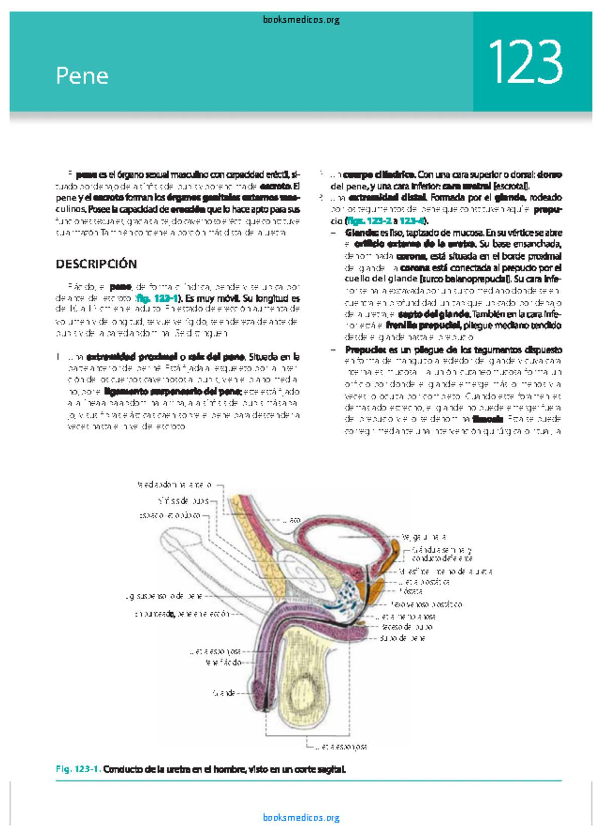 Anatomía del Pene: Estructura y Funciones (Curso GEN-23-29) - Studocu