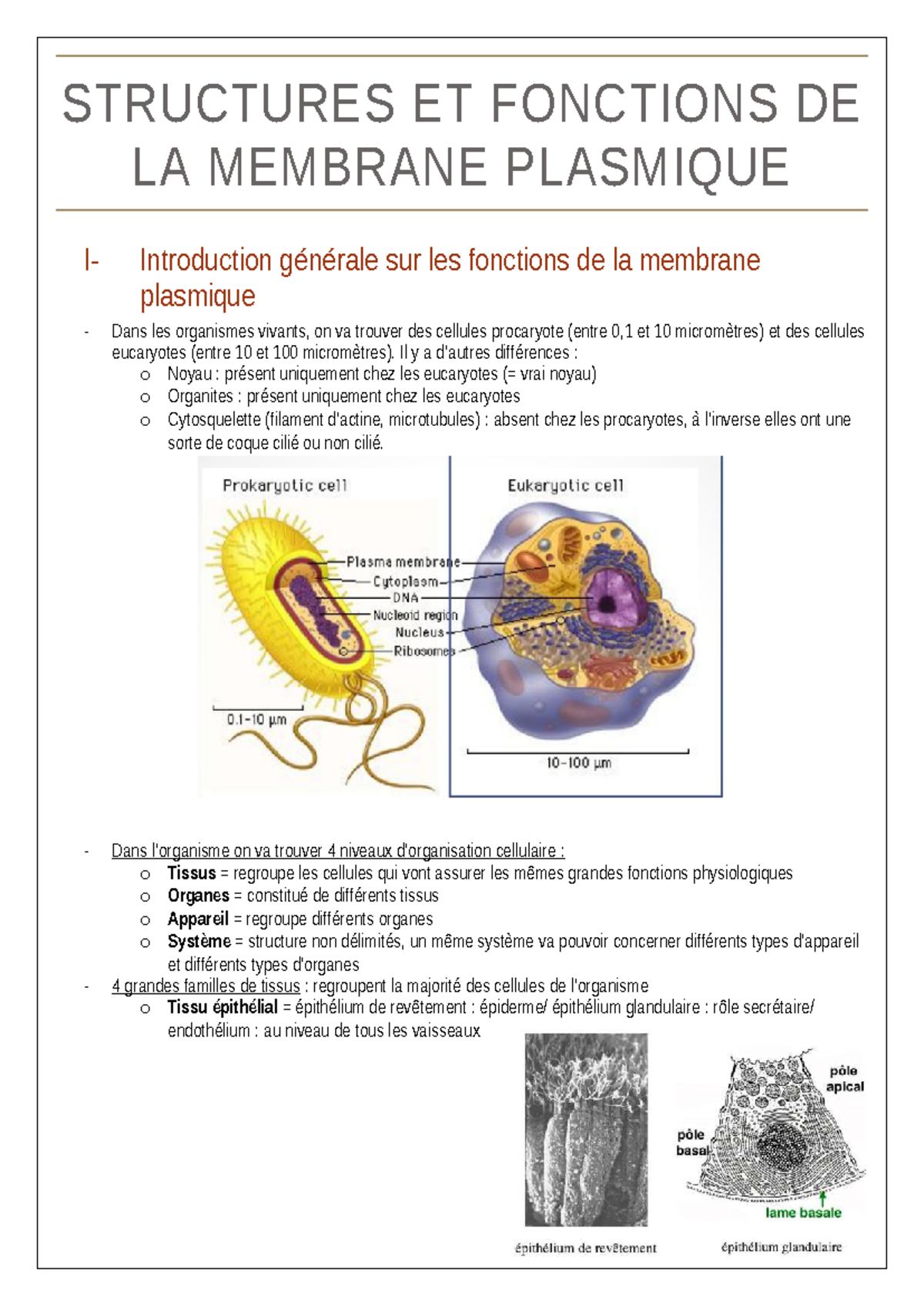 Structures et Fonctions de la Membrane Plasmique - Cours de Biologie ...