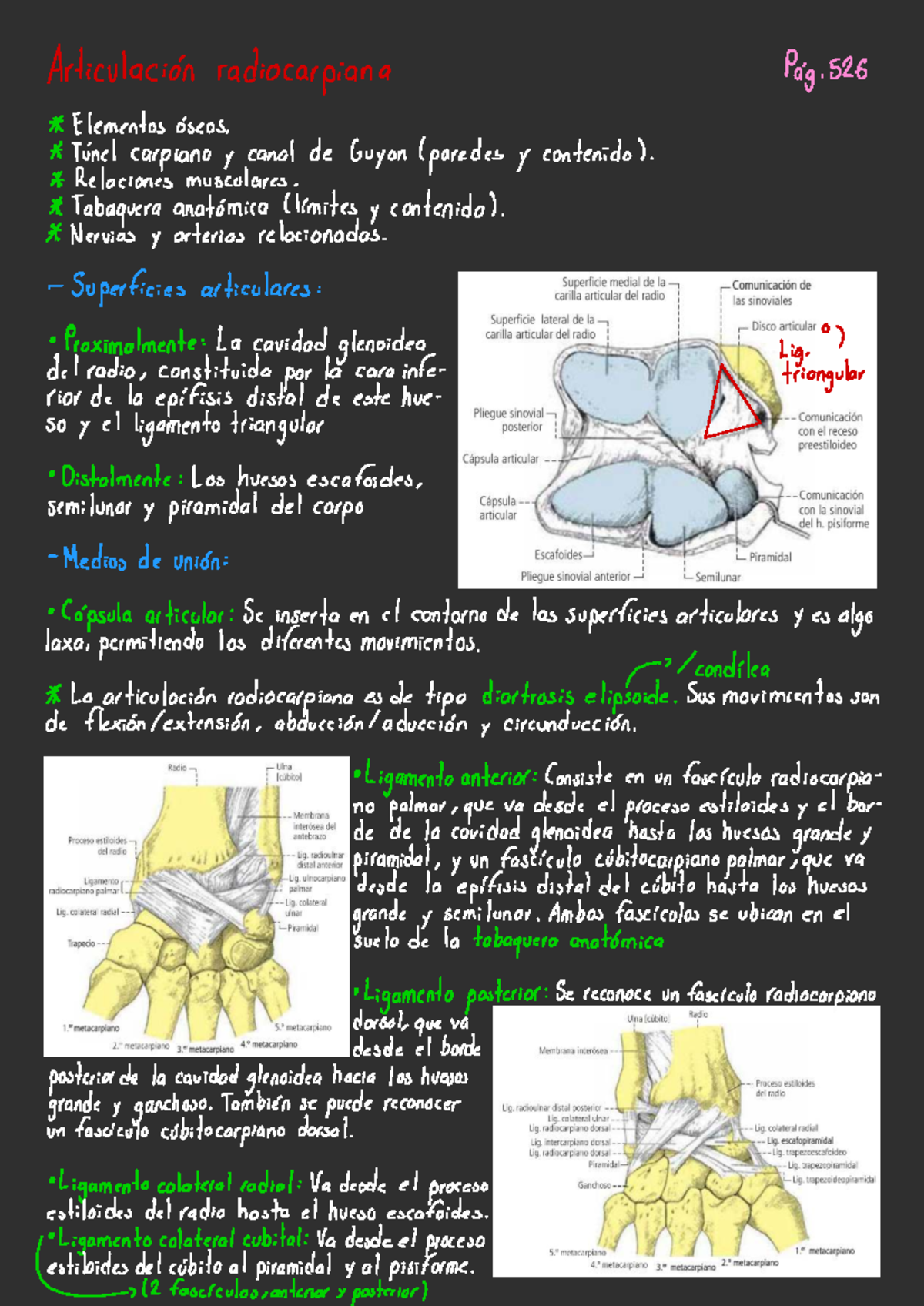Articulación Radiocarpiana: Elementos Óseos y Relaciones Musculares ...