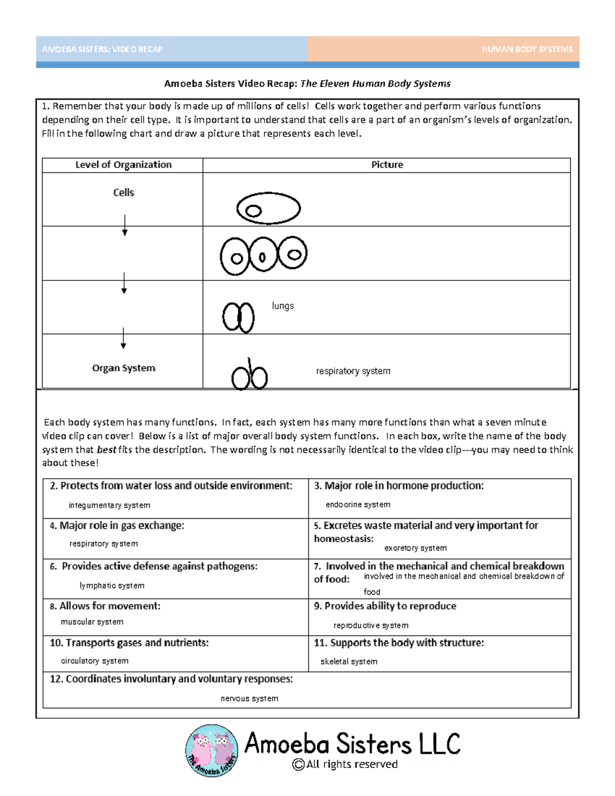 Amoeba Sisters Final Exam: Recap of Human Body Systems Overview - Studocu