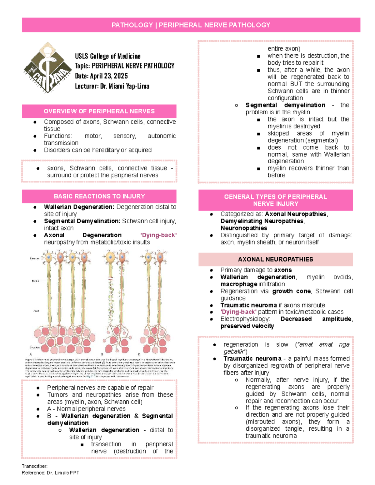 PATHOLOGY PERIPHERAL NERVE PATHOLOGY USLS College of Medicine Lecture ...
