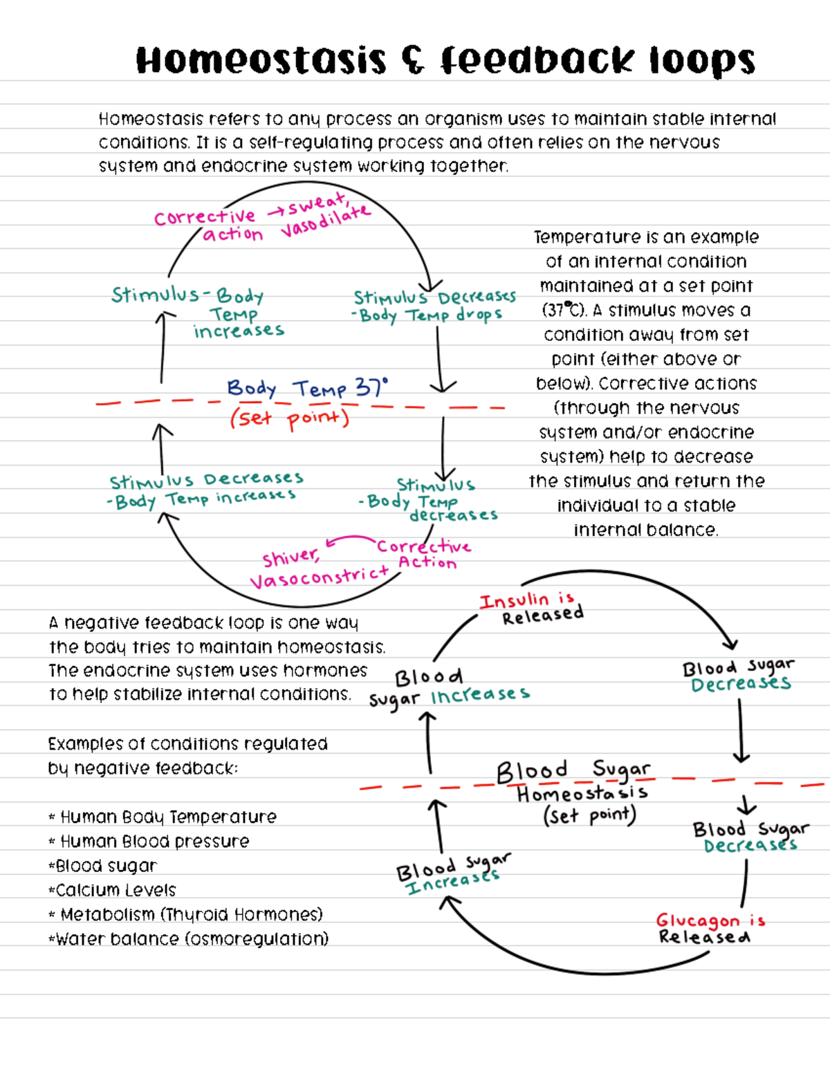 4 - Feedback Loops Notes (Positive & Negative Loops) AP Biology Unit 4 ...