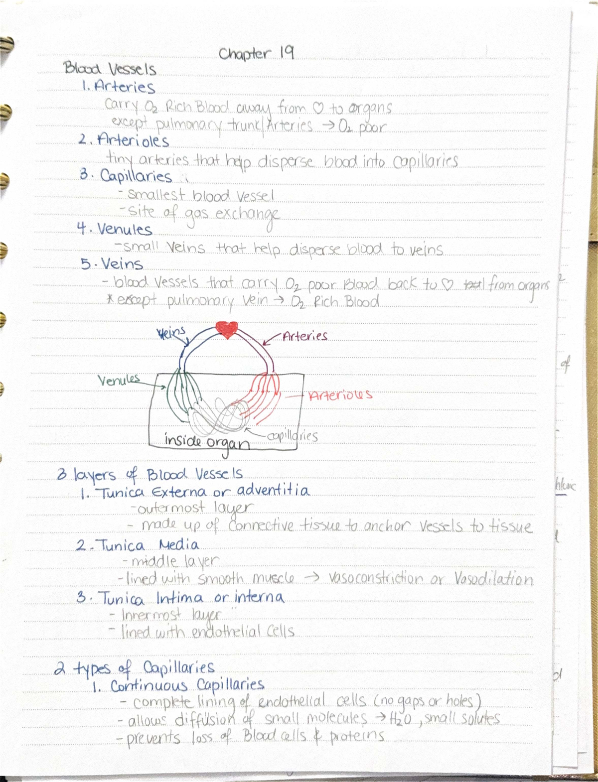 Chapter 19 Blood Vessels Notes: Arteries, Veins, and Capillaries ...
