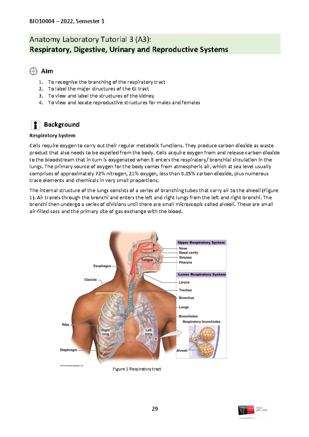 BIO10004 Anatomy Practical: Respiratory, Digestive, Urinary ...