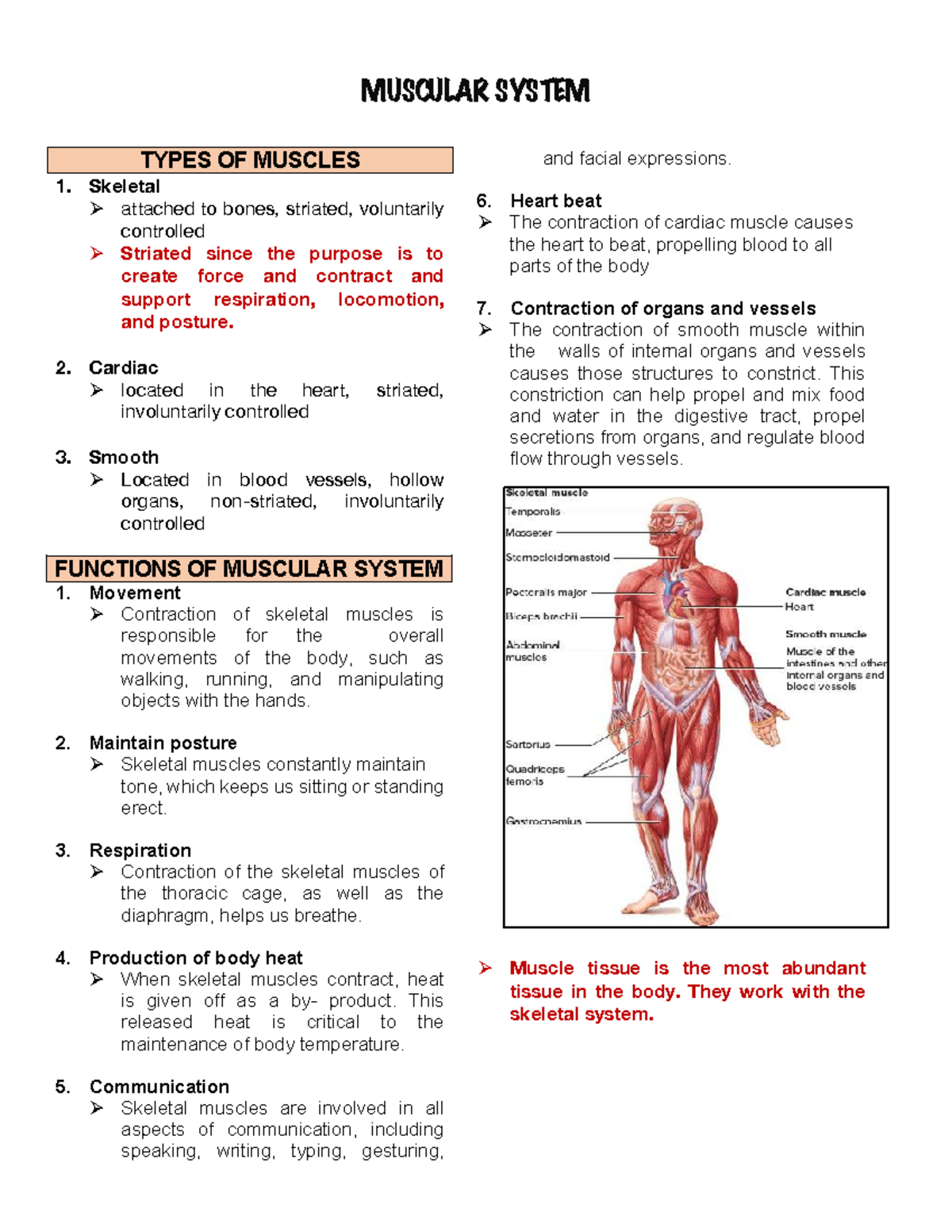 MUSCULAR SYSTEM: Types, Functions, and Muscle Fiber Properties - Studocu