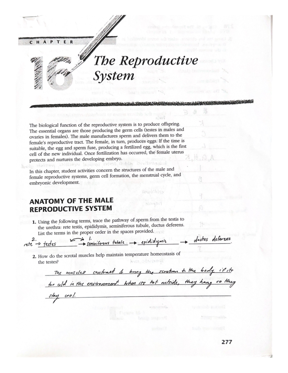 Ch. 15 - Comprehensive Overview of the Reproductive System - Studocu