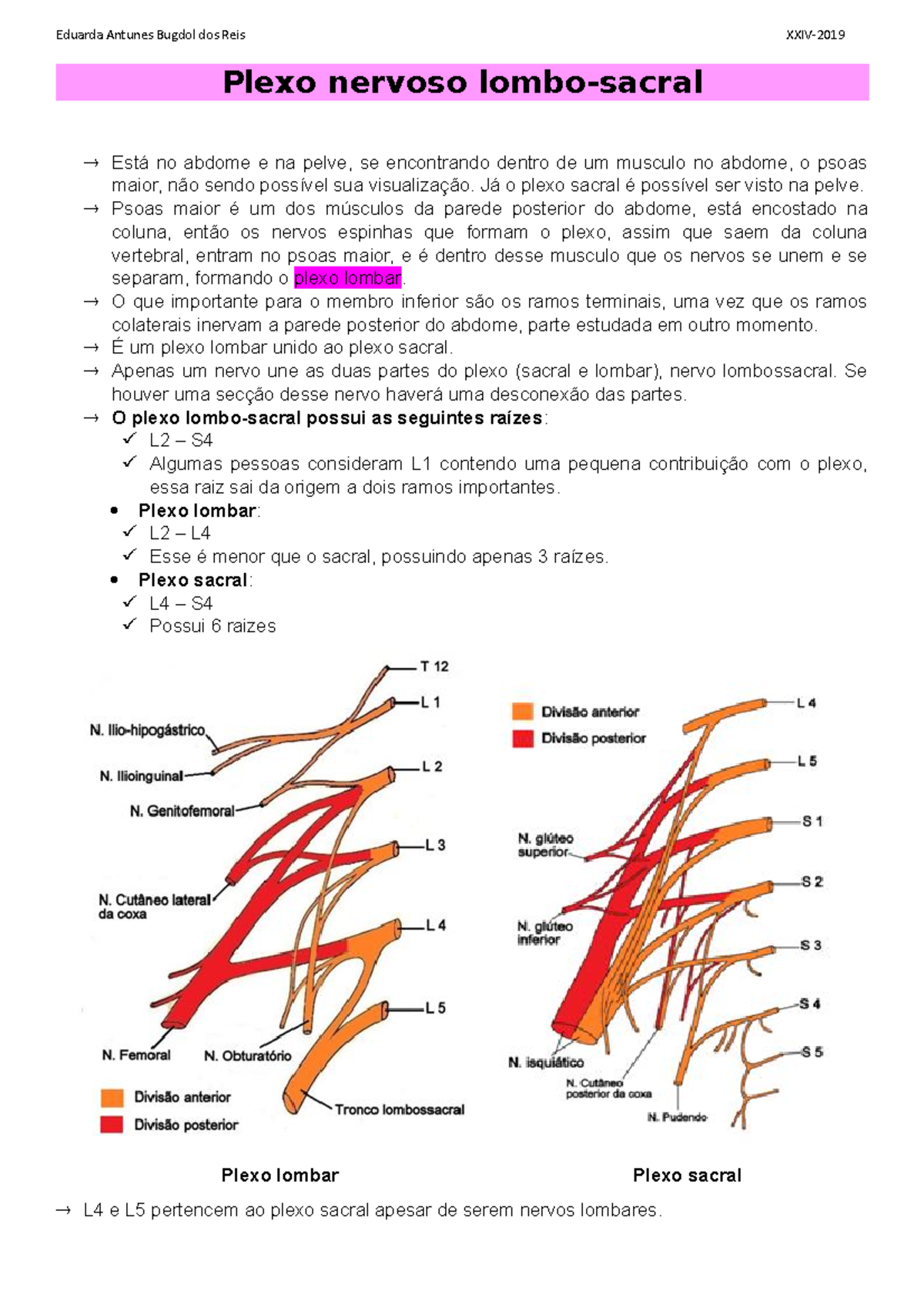 Plexo Lombar Plexo Lombar Neuroanatomia