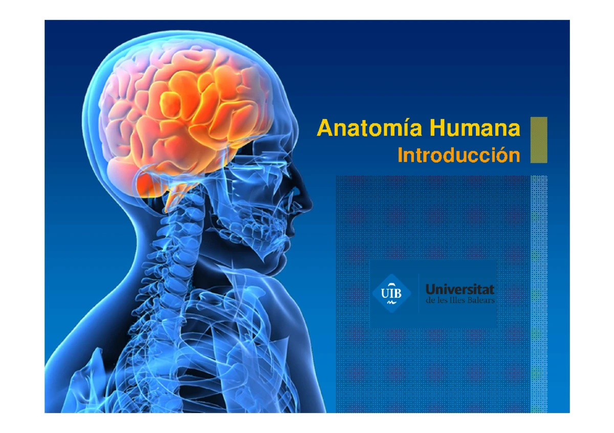 Fosa Infratemporal: Estructura y Funciones en Anatomía Humana - Studocu