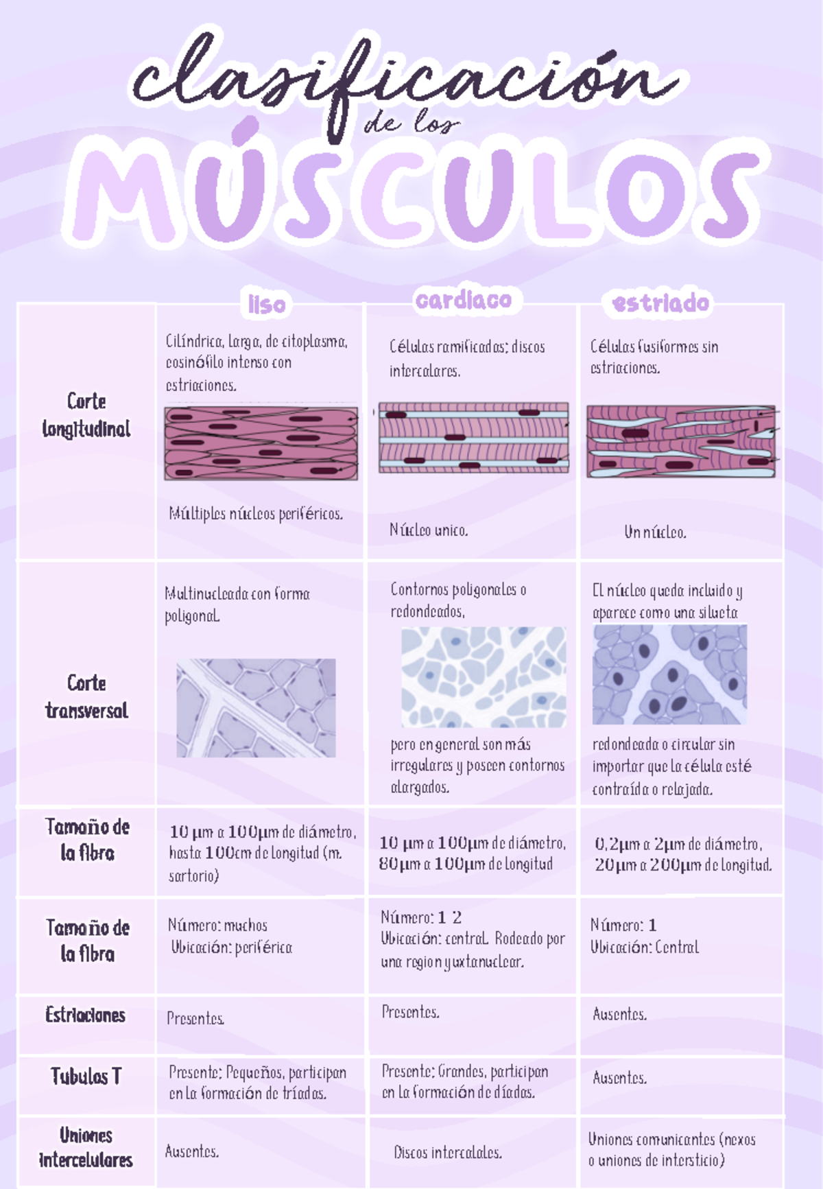 Clasificación Comparativa de Músculos (Liso, Estriado y Cardíaco) - Studocu