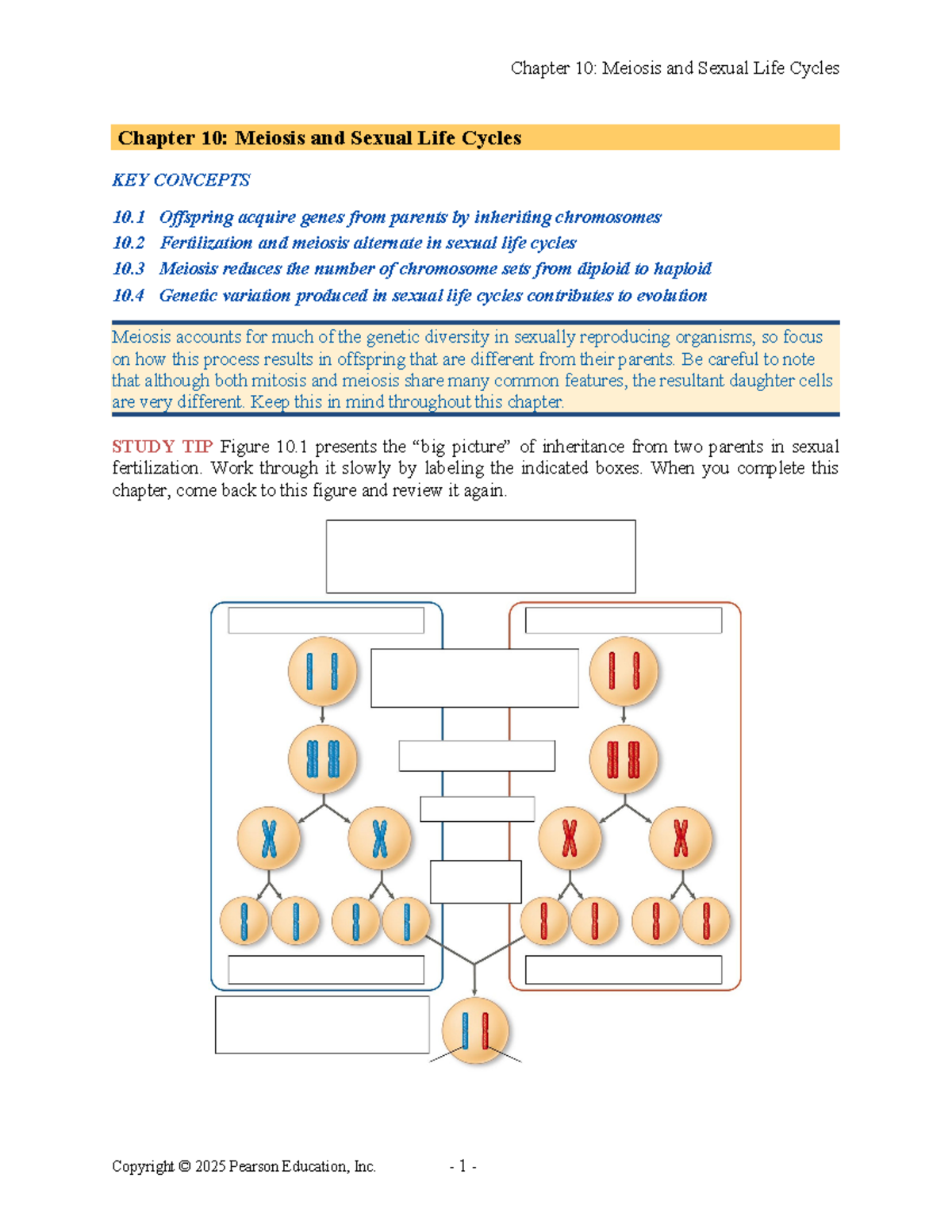 Ch 10 Reading Guide on Meiosis & Sexual Life Cycles - Studocu