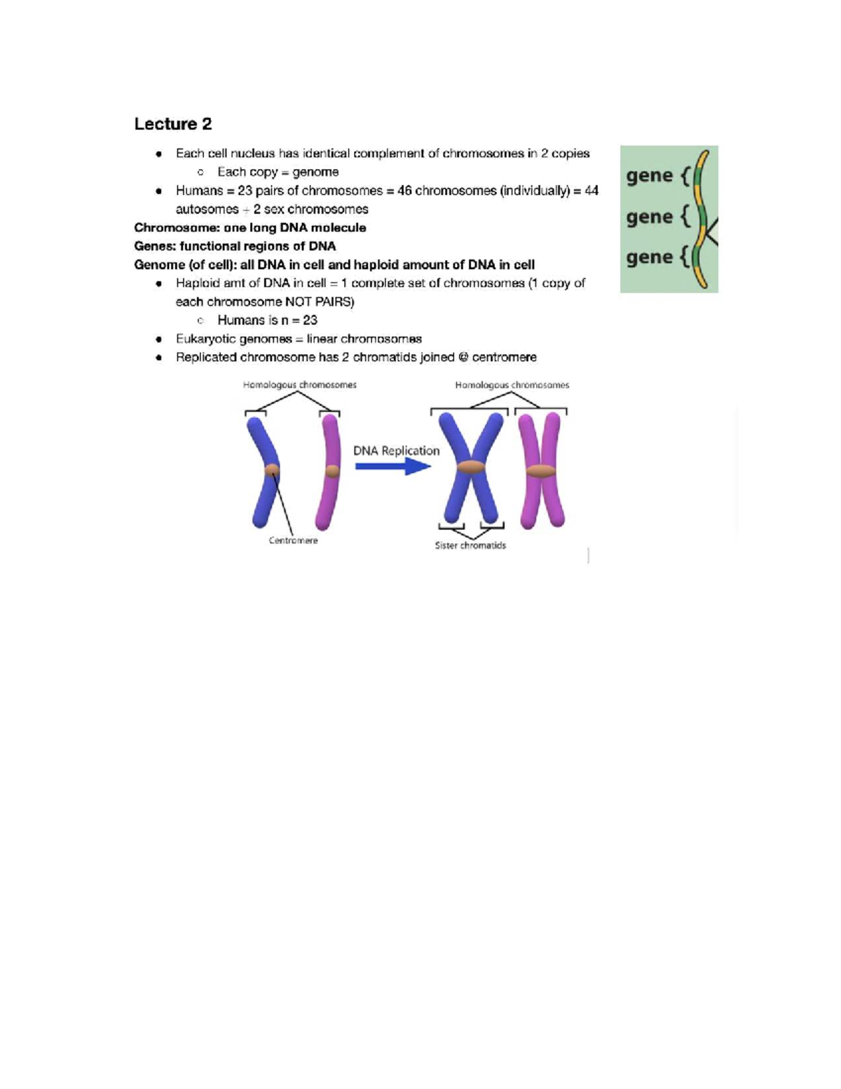 Lecture 2: Chromosome Structure and DNA Replication Notes - Studocu