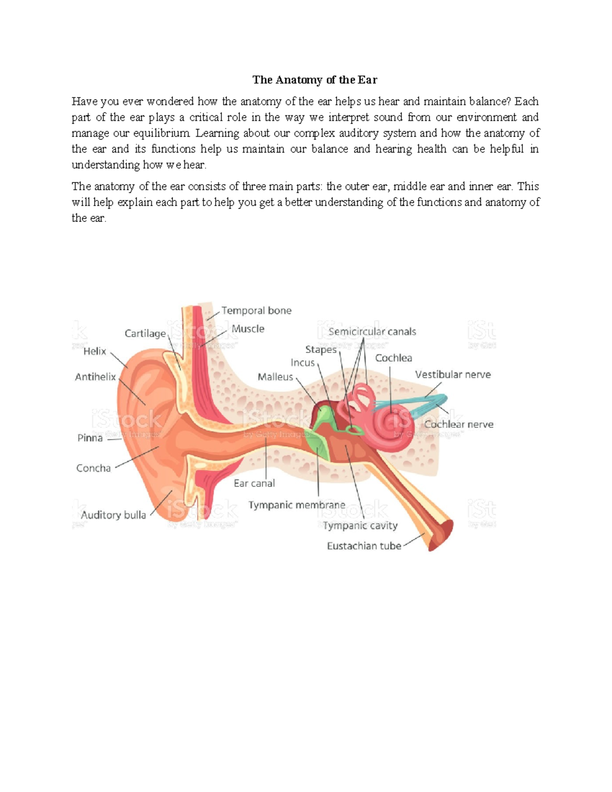 The Anatomy of the Ear - education - The Anatomy of the Ear Have you ...