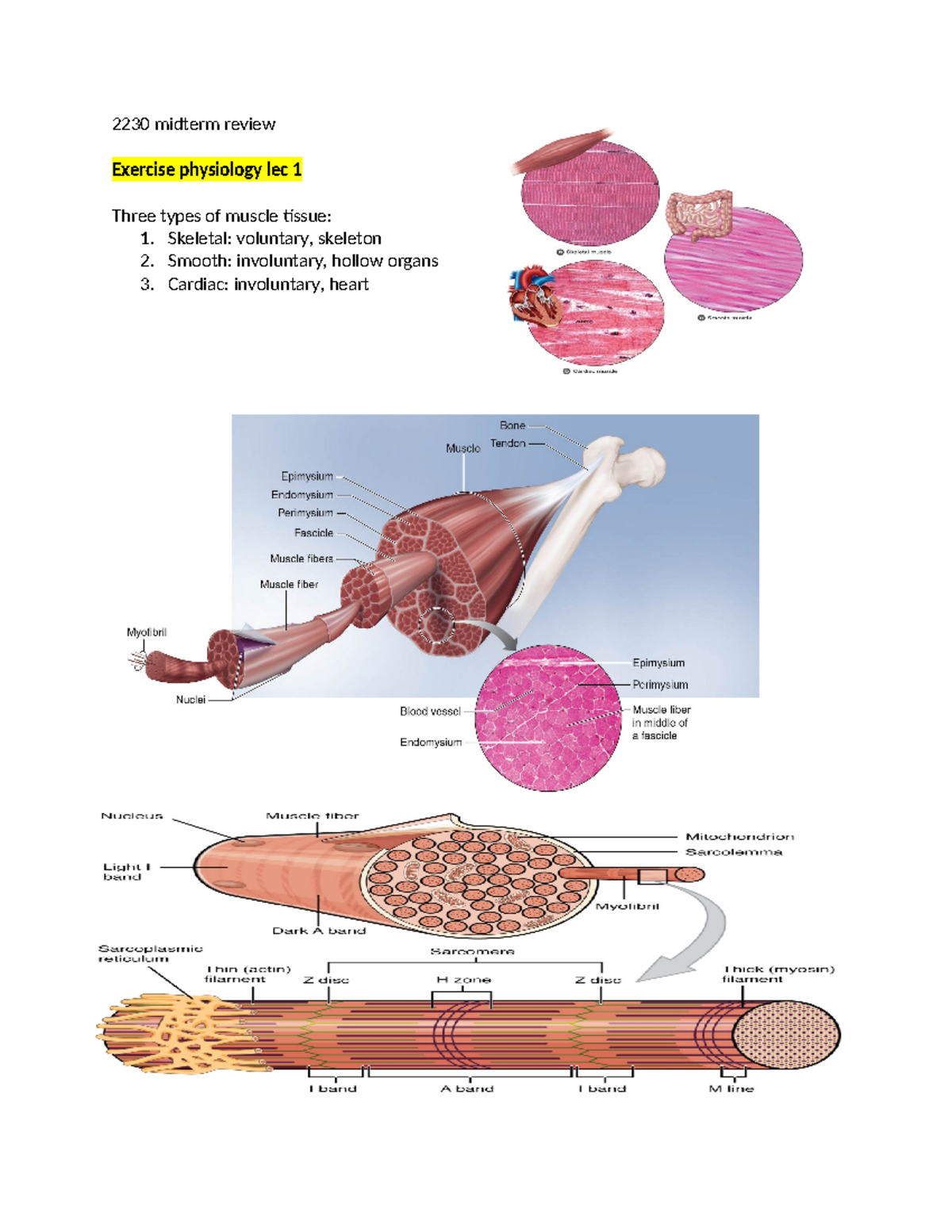 2230 midterm review - Practical - 2230 midterm review Exercise physiology lec 1 Three types of ...