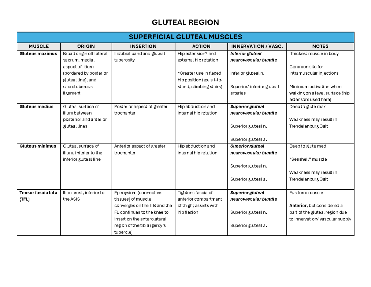 GLUTEAL REGION MUSCLES CHEAT SHEET (ANATOMY 101) - Studocu