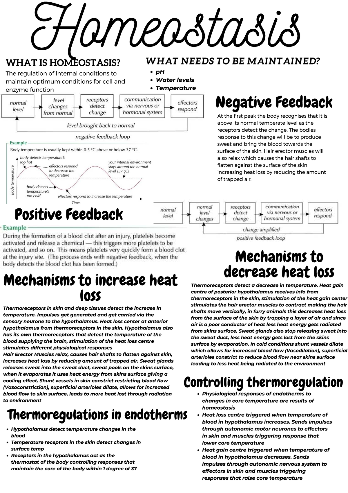 Unit 1 Homeostasis: Key Concepts & Thermoregulation Revision Poster ...
