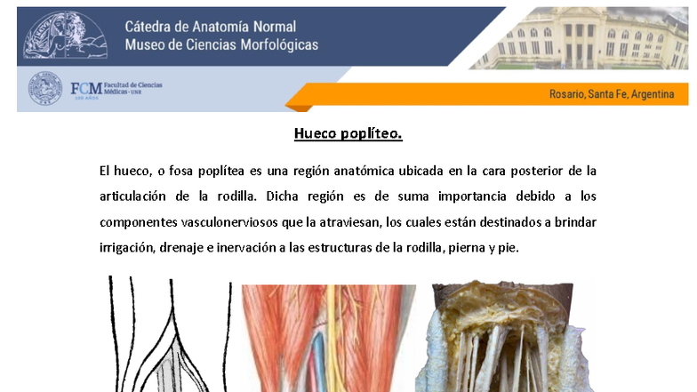 Hueco Poplíteo: Anatomía y Función (Cátedra de Anatomía Normal) - Studocu