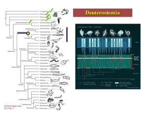 Phylum Nemertea: An Overview of Ribbon Worms and Their Anatomy - Phylum ...