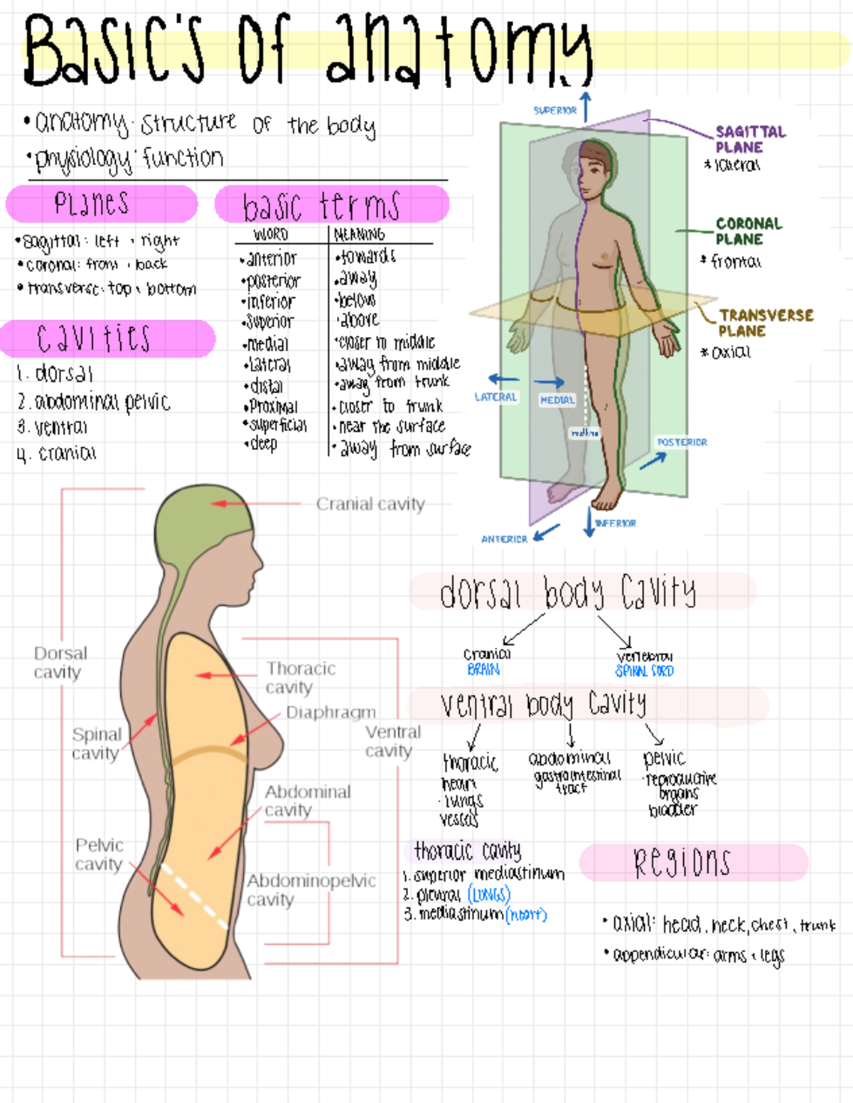 Anatomy and Physiology 1: Basics of Anatomy and Body Structure Overview ...