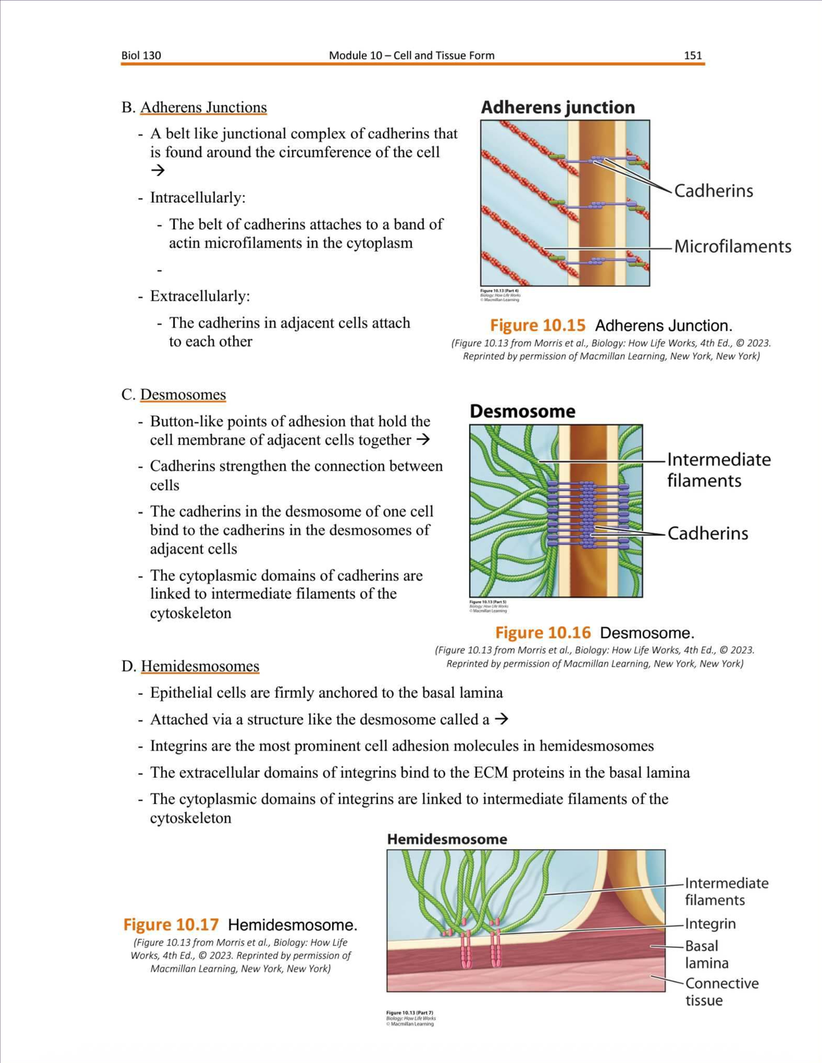 Biol 130 Module 10 & 11: Cell Junctions, ECM, and DNA Replication Notes ...