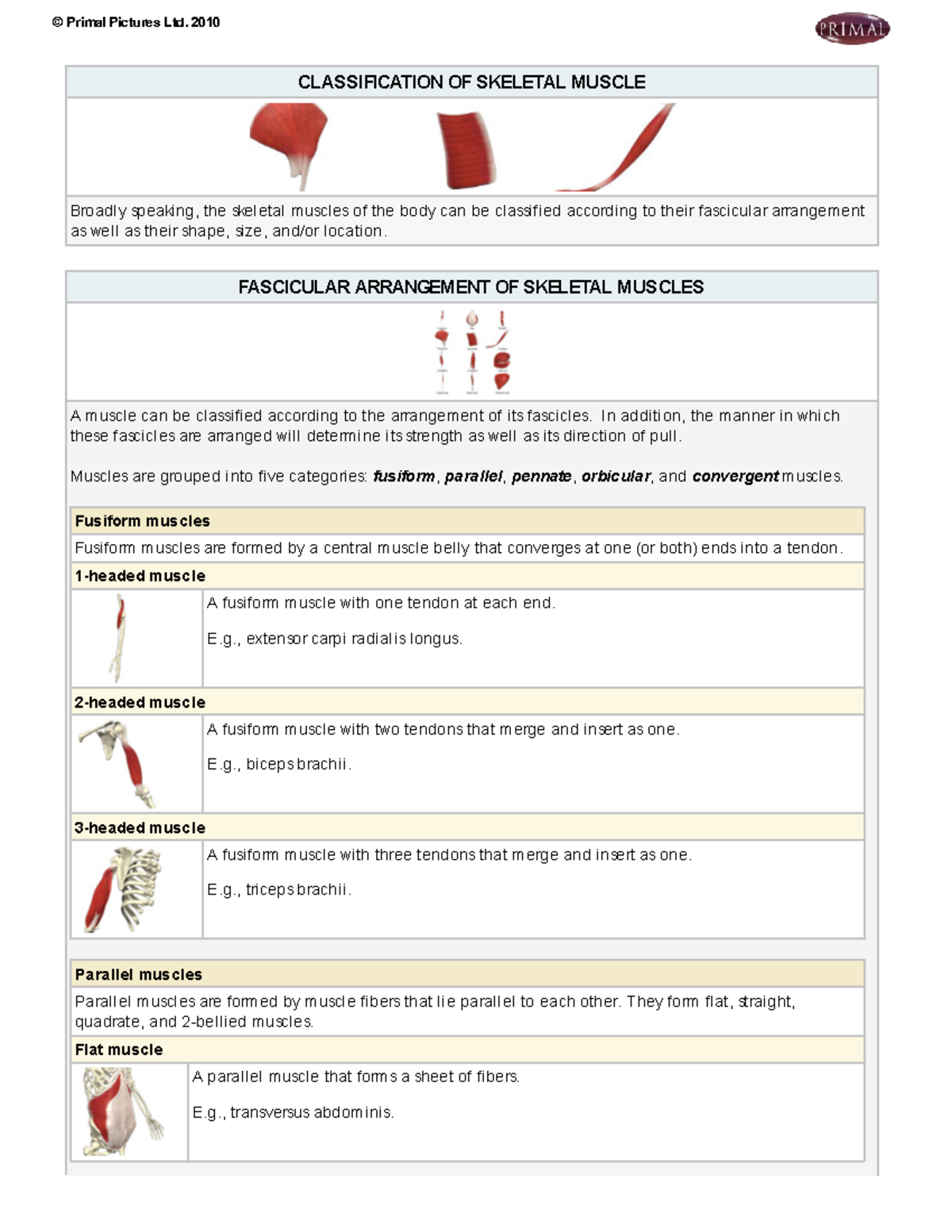 Classification of skeletal muscles - CLASSIFICATION OF SKELETAL MUSCLE ...