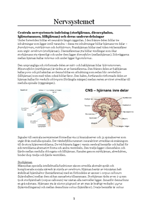 Sammanfattning Cirkulationssystemet - Cirkulationssystemet Består av ...